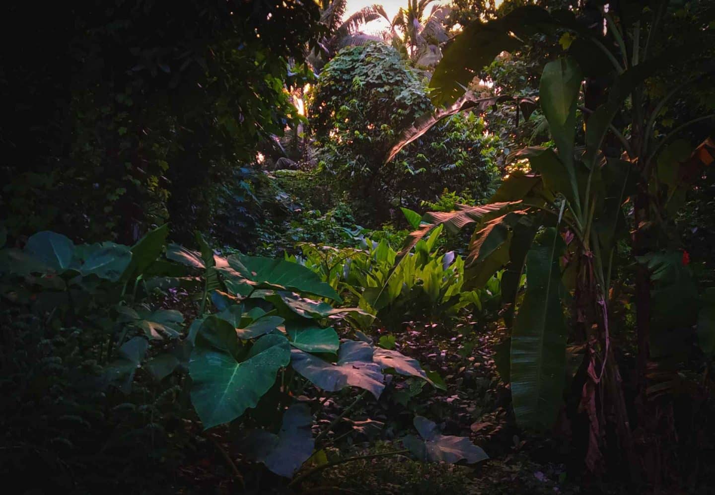 Entheogens: History, Evolution, & the Sustainability Dilemma