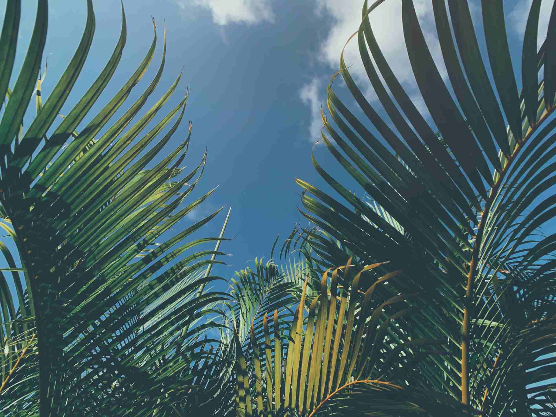 Entheogens: History, Evolution, & the Sustainability Dilemma