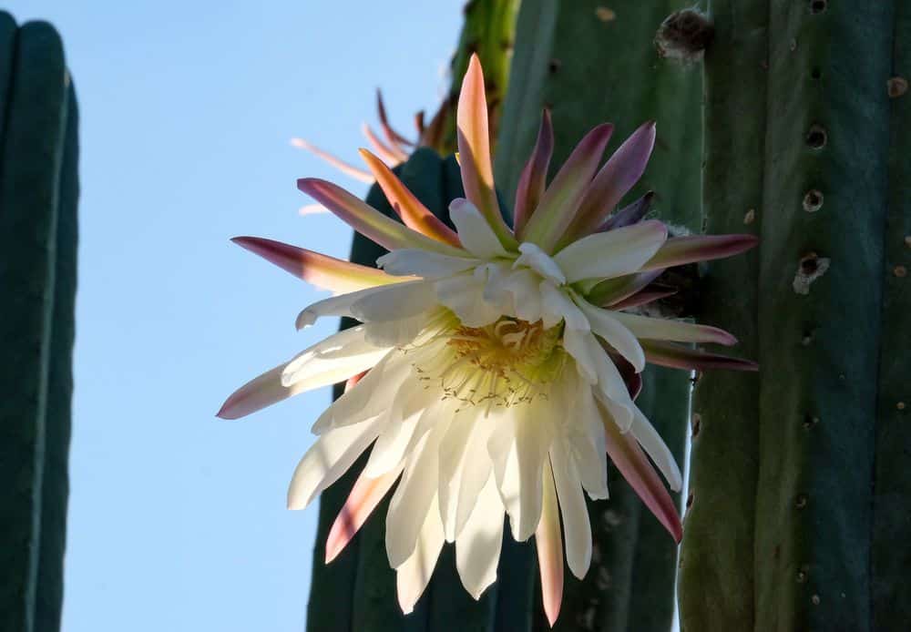The Effects of Mescaline in the San Pedro Cactus - Third Wave