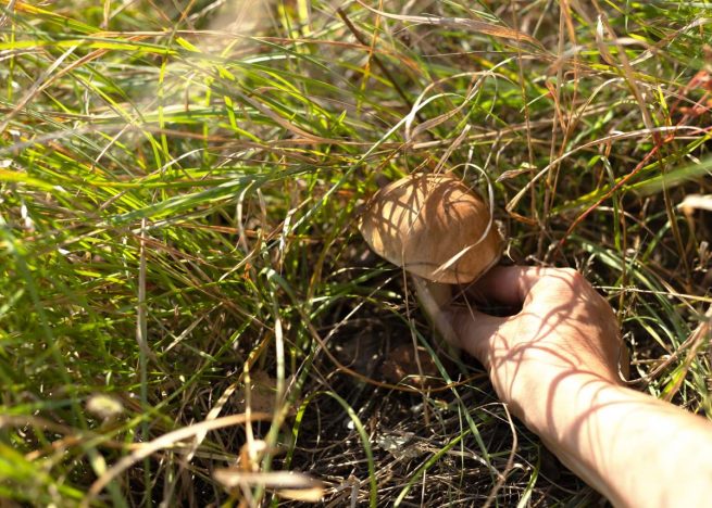 Types of Psychedelic Mushrooms; beyond Psilocybe cubensis - Third Wave