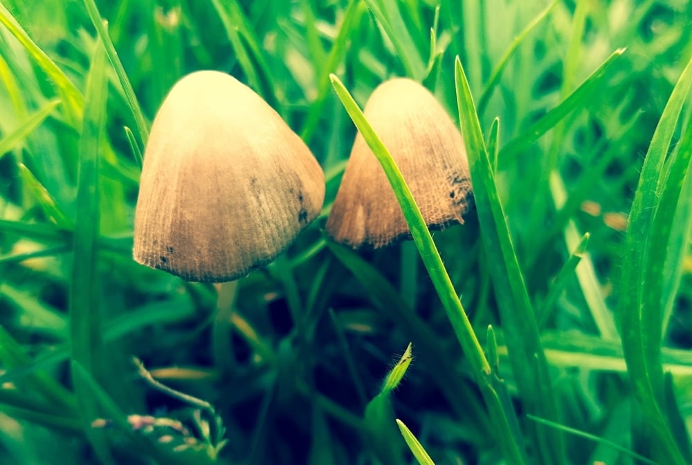 13 Types of Psilocybin Mushrooms to Know
