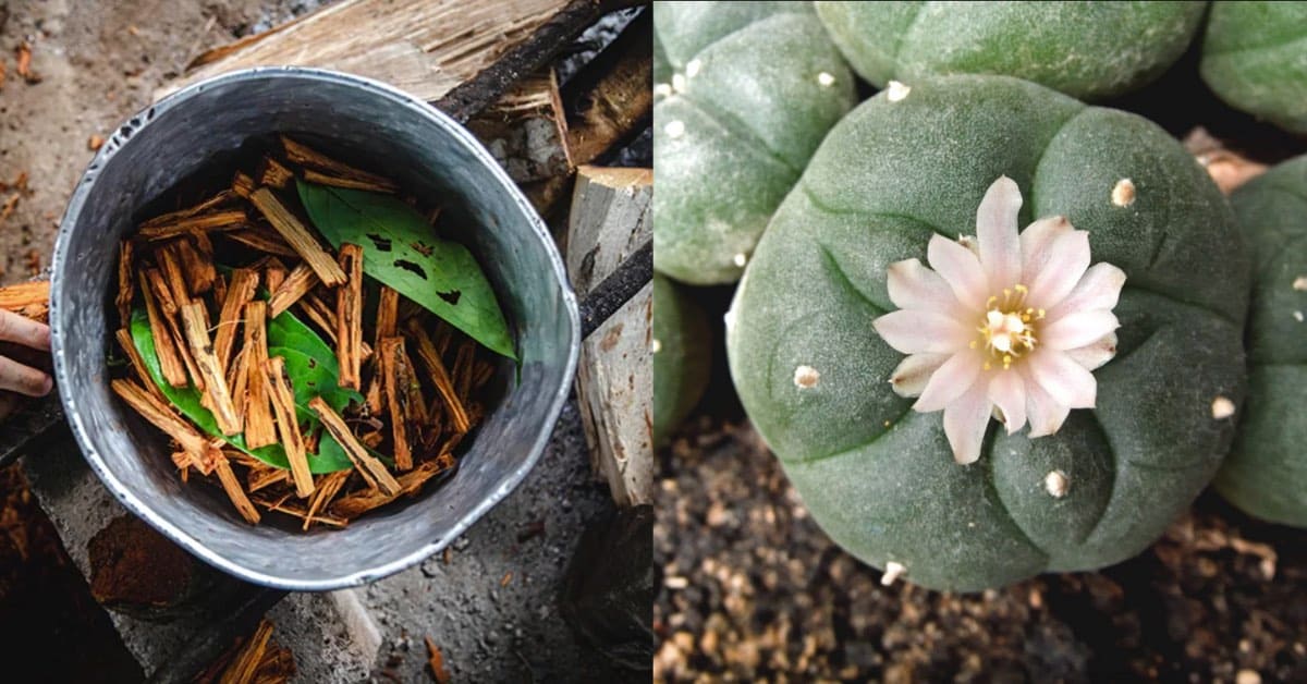 Ayahuasca vs Peyote: Active Ingredients, Effects, & Experiences