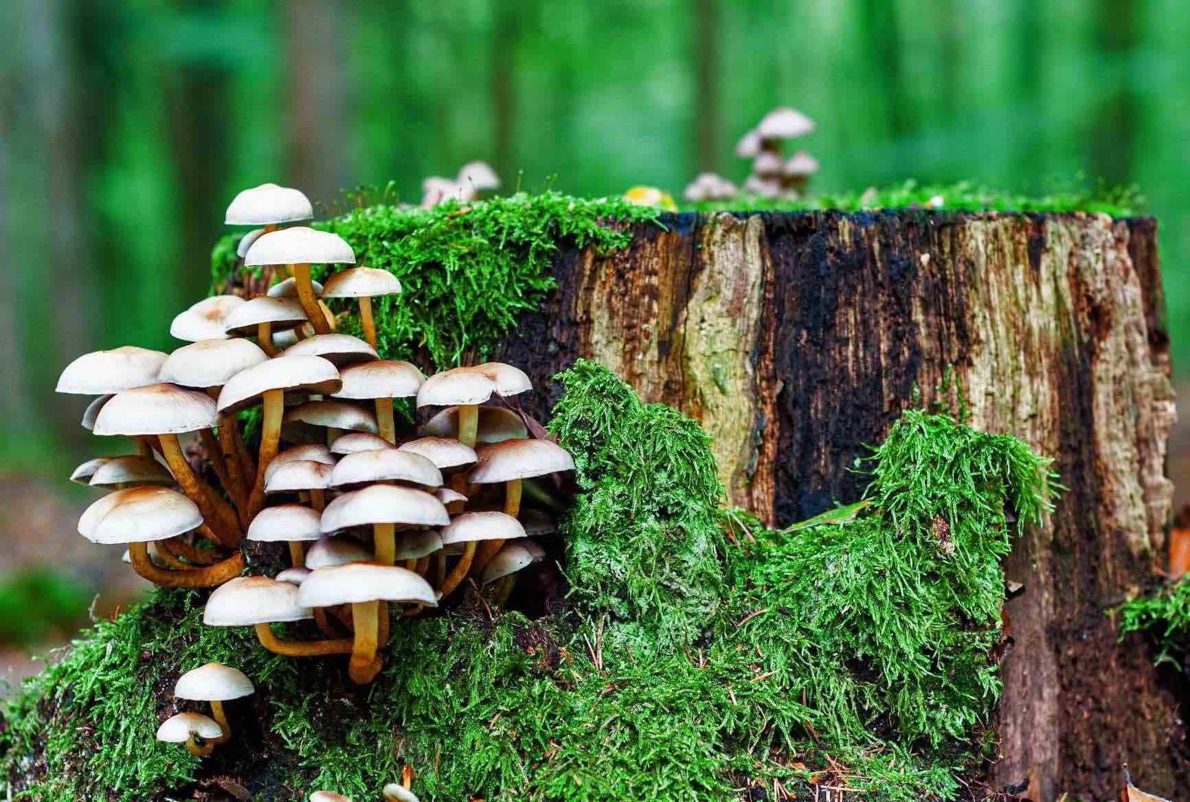 7 Best Ways to Eat Psychedelic Mushrooms