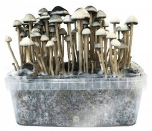 A Guide to Panaeolus cyanescens "Blue Meanie Mushrooms"