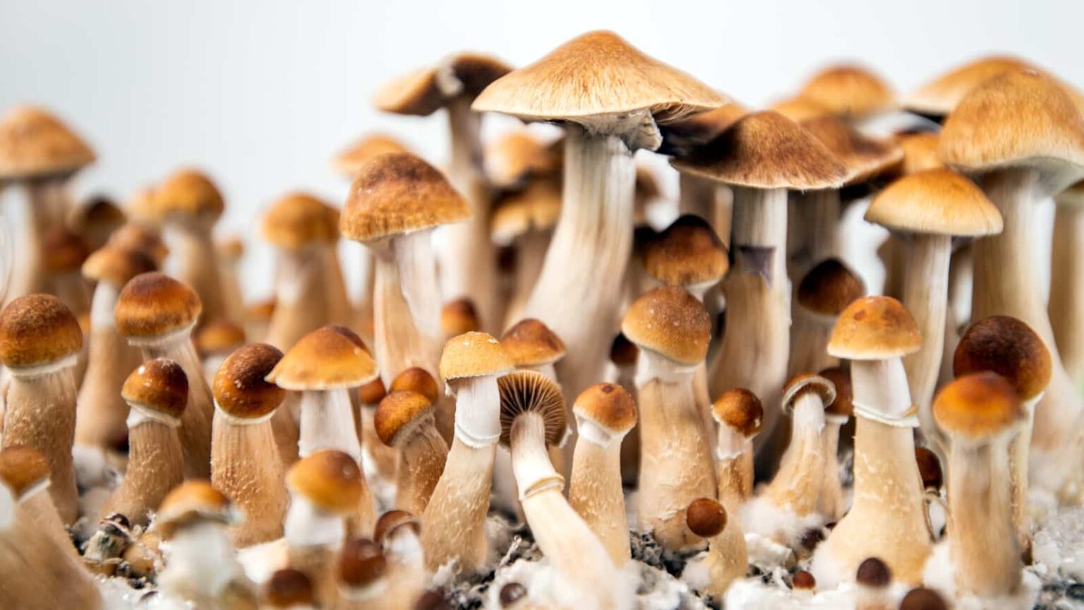 Updated for 2024: The Top 10 Magic Mushroom Strains to Journey With (or ...