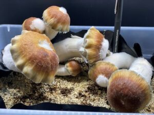 Updated for 2024: The Top 10 Magic Mushroom Strains to Journey With (or ...