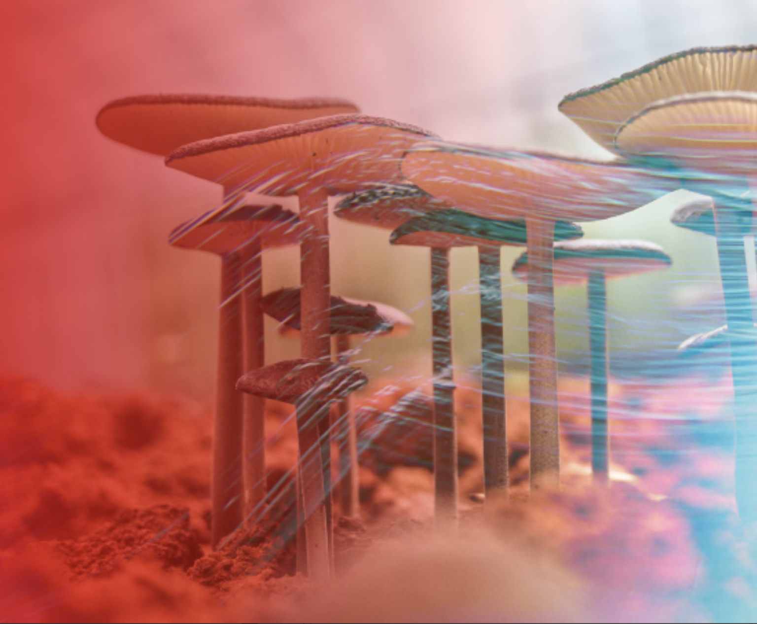 Third Wave's Microdosing Experience - Transformation in Community